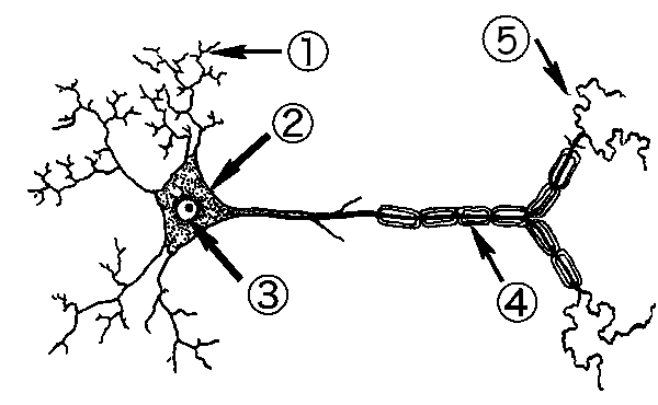 Nervous System Label The Neuron
